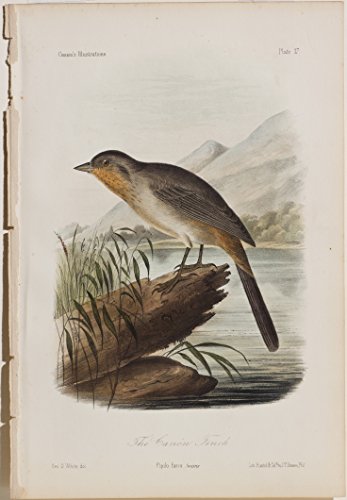 The Canon Finch