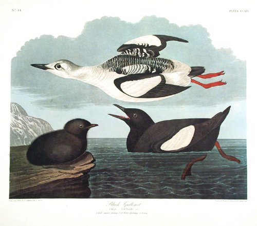 Black Guillemot. From"The Birds of America" (Amsterdam Edition)
