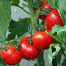 Set of 25 Premium Vegetable & Herb Seeds - 25 Deluxe Variety Premium Vegetable & Herb Garden 100% Non-GMO Heirloom