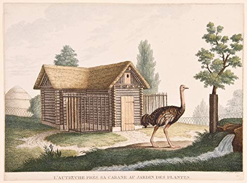 [Set of four prints of animals in the 'Jardin des Plantes' in Paris]