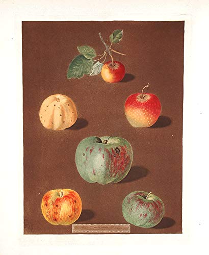 [Apples] Pomme d'Api; Carpendu de Blanch; Carpendu de Rouge; Nonsuch Apple Royal; Nonsuch Summer; Margill
