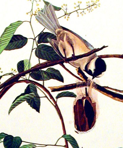 Black-capped Titmouse. From"The Birds of America" (Amsterdam Edition)