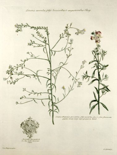 Linaria caerulea folijs brevioribus & angustioribus Raij [Toadflax]; Linaria Hispanica, procumbens, folijs uncialibus glaucis; flore favescente pulchre striato labijs nigro purpureis Rand [Toadflax]
