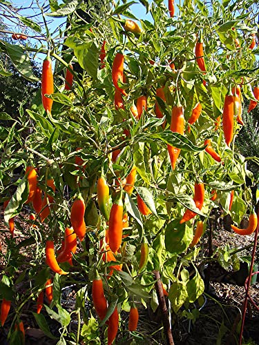 Jesseniaagne 50 Seeds Aji Amarillo Peppers Garden Fresh Vegetables Healthy Planting