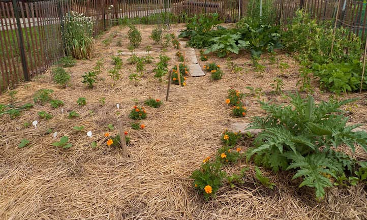 Premium Garden Straw (4 LBS) - Straw Mulch That is Designed for Use in Compost Beds, Gardens, Pet Bedding, Lawns and Much More. by Home and Country USA