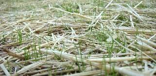 Premium Garden Straw (4 LBS) - Straw Mulch That is Designed for Use in Compost Beds, Gardens, Pet Bedding, Lawns and Much More. by Home and Country USA