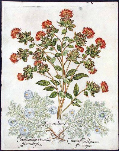 [False saffron (safflower)] Cnicus sativus; [Chamomile] Chamemelum Romanum flore simplici; [Roman chamomile] Chamemelum Romanum flore multiplici