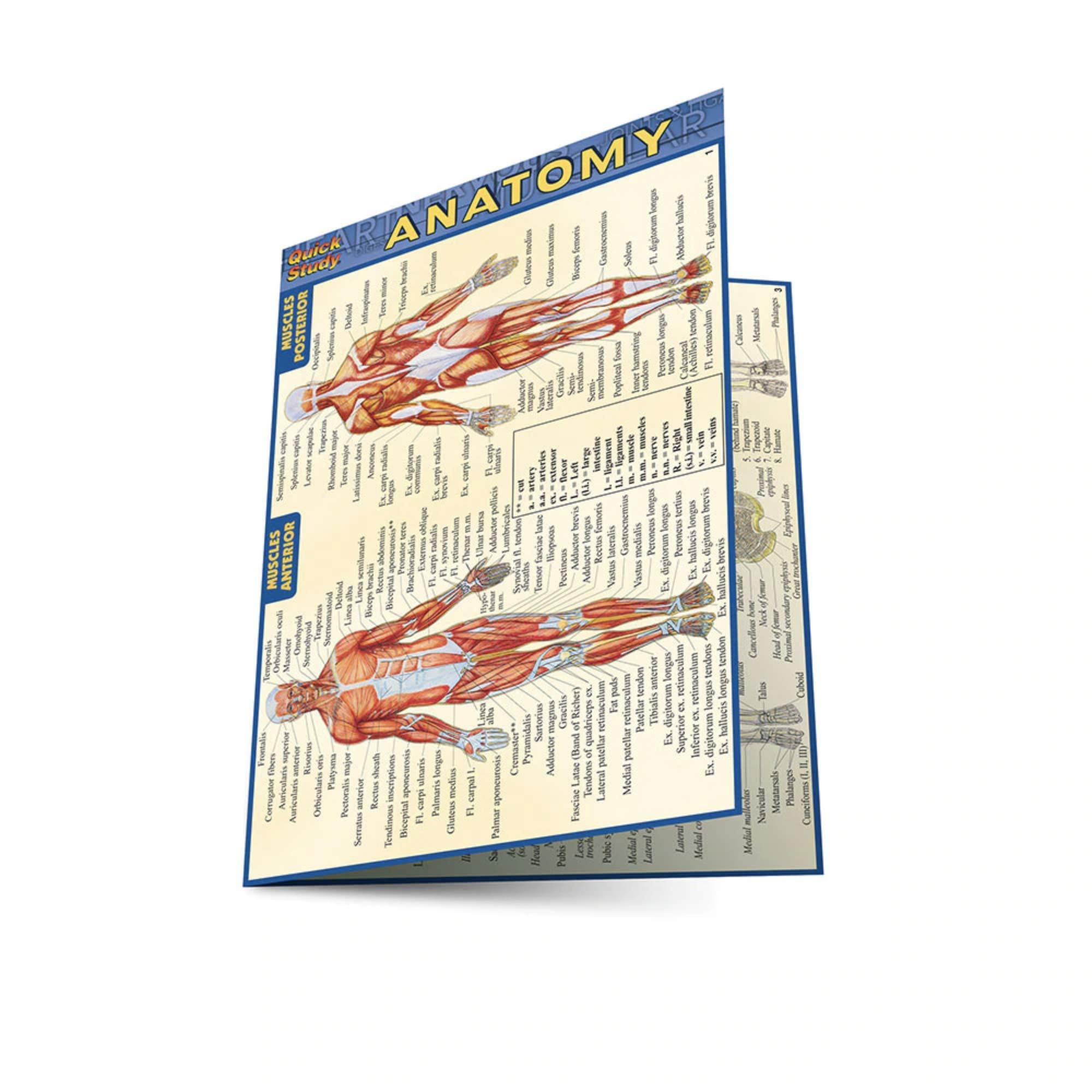 Anatomy (Quick Study: Anatomy)