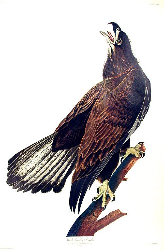White headed Eagle. From"The Birds of America" (Amsterdam Edition)