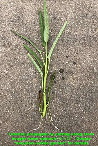 Root Vegetable Seeds for Planting Vegetables and Fruits,Non-GMO Heirloom Vegetable Seeds Vegetables Seeds at Home Vegetable Garden and Hydroponics Seed Pods (600ct Danvers Carrot Seeds, 1 Gram)