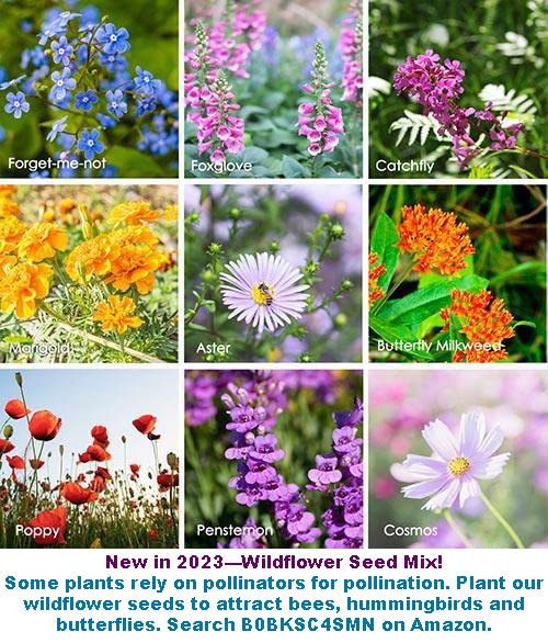 Root Vegetable Seeds for Planting Vegetables and Fruits,Non-GMO Heirloom Vegetable Seeds Vegetables Seeds at Home Vegetable Garden and Hydroponics Seed Pods (600ct Danvers Carrot Seeds, 1 Gram)