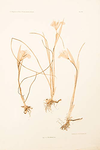 Iris tuberosa