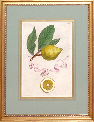 Plate 285: Limon Psevdocitratvs Barberinorvm