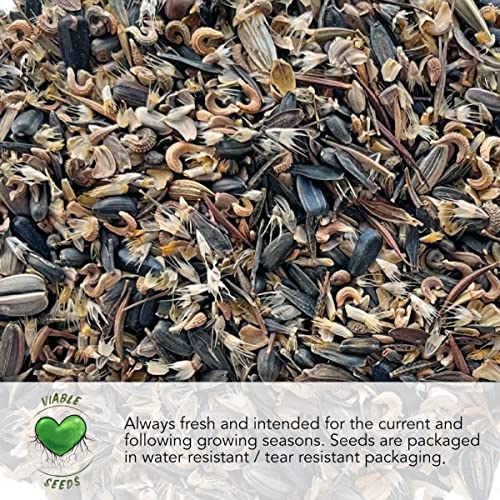 Seed Needs, Tiny Tim Miniature Tomato Seeds for Planting Indoors (Lycopersicon esculentum) Single Package of 80 Seeds - Heirloom, Non-GMO & Untreated
