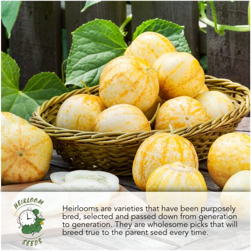 Seed Needs, Tiny Tim Miniature Tomato Seeds for Planting Indoors (Lycopersicon esculentum) Single Package of 80 Seeds - Heirloom, Non-GMO & Untreated