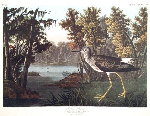 Yellow Shank. From"The Birds of America" (Amsterdam Edition)