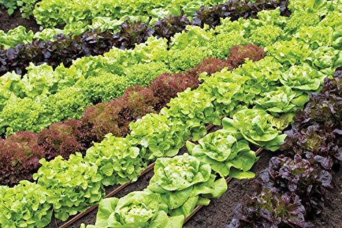 Rain Drip R567DT Drip Watering Vegetable Garden Kit