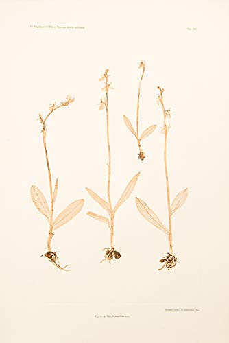 Ophrys muscifera