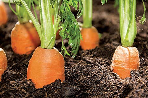 Rain Drip R567DT Drip Watering Vegetable Garden Kit