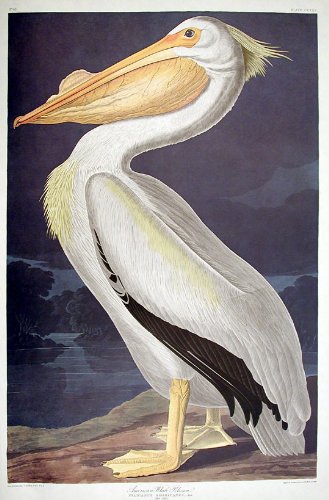 American White Pelican. From"The Birds of America" (Amsterdam Edition)