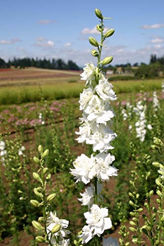 White Larkspur Rocket Flower Seeds for Planting, 250+ Seeds Per Packet, (Isla's Garden Seeds), Non GMO & Heirloom Seeds, Botanical Name: Delphinium Consolida, Great Home Garden Gift