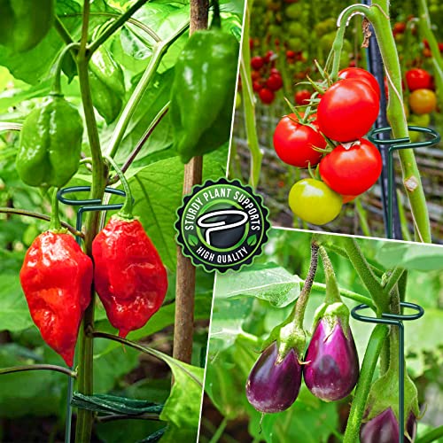 LEOBRO 4 Pack Plant Support Stakes, Garden Single Stem Flower Plant Support, Plant Cage Support Ring, Plant Sticks, Plant Stakes for Indoor Plants Amaryllis Orchid Peony Tomato Flower, 40CM/15.8INCH