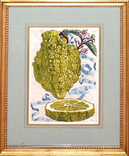 Plate 337: Alla Lima Citrata Oblonga Sive Scabiosa et Mostrosa