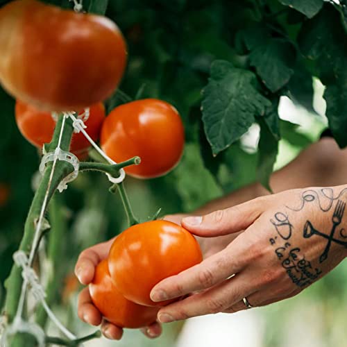 300 Pcs Plant Support Clips,Plant Clips for Climbing Plants Tomato GardenĀ Vine Clips for Supporting Vegetables Plants Stalks,Vines,Climbing Plant Tomato Trellis Clips (White)