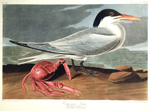 Cayenne Tern. From"The Birds of America" (Amsterdam Edition)