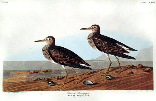 Pectoral Sandpiper. From"The Birds of America" (Amsterdam Edition)