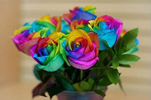 50+ Rare Multi Colorful Rainbow Rose Flower Seeds Beautiful Flower Potted Plant Home Garden