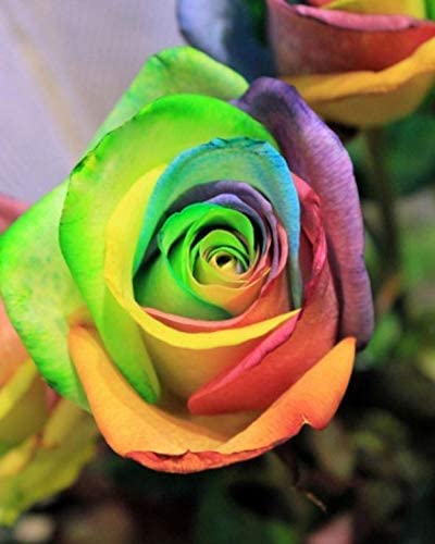 50+ Rare Multi Colorful Rainbow Rose Flower Seeds Beautiful Flower Potted Plant Home Garden