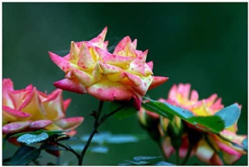 50+ Rare Multi Colorful Rainbow Rose Flower Seeds Beautiful Flower Potted Plant Home Garden