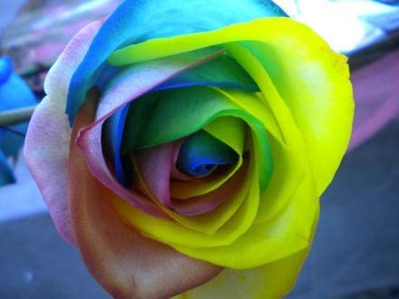 50+ Rare Multi Colorful Rainbow Rose Flower Seeds Beautiful Flower Potted Plant Home Garden