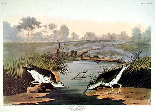 Spotted Sandpiper. From"The Birds of America" (Amsterdam Edition)