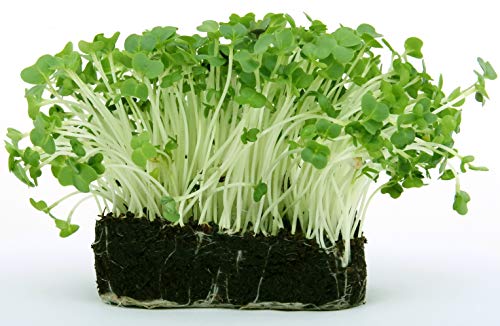 Sow Right Seeds - Cress Seed for Planting - All Non-GMO Heirloom Cress Seeds with Full Instructions for Easy Planting and Growing Your Kitchen Herb Garden, Indoor or Outdoor; Great Gift (1)
