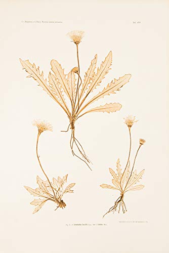 Leontodon hastilis var. ß dubius
