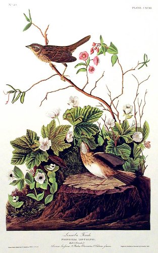 Lincoln Finch. From"The Birds of America" (Amsterdam Edition)