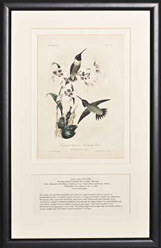 The purple-throated Hummingbird