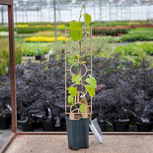 WellSign Garden Plant Trellis for Climbing Plants Indoor Pot, 16.3inch Small Wooden Trellis for Potted Plants with Moisture-Proof Layer for Vine Flower Support, Moon and Geometric Shape Design 2Pack
