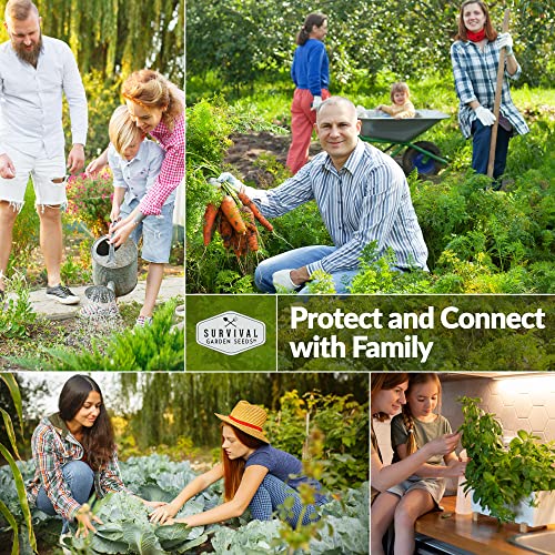 Survival Garden Seeds Winter Squash Collection Seed Vault - Non-GMO Heirloom Varieties for Planting and Growing in The Vegetable Garden - Butternut, Delicata, Pink Banana, and Spaghetti Squash