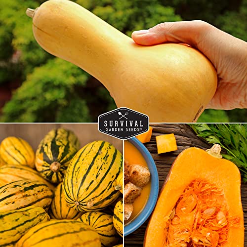 Survival Garden Seeds Winter Squash Collection Seed Vault - Non-GMO Heirloom Varieties for Planting and Growing in The Vegetable Garden - Butternut, Delicata, Pink Banana, and Spaghetti Squash