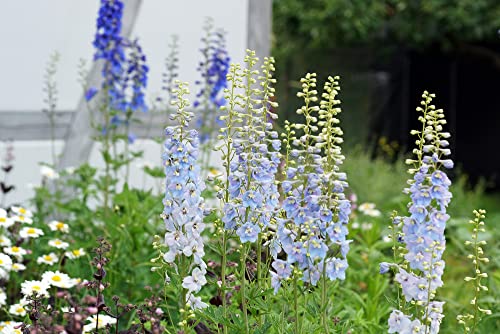 Larkspur Rocket Light Blue Flower Seeds, 250+ Seeds Per Packet, (Isla's Garden Seeds), Non GMO & Heirloom Seeds, Botanical Name: Consolida ajacis, Great Home Garden Gift