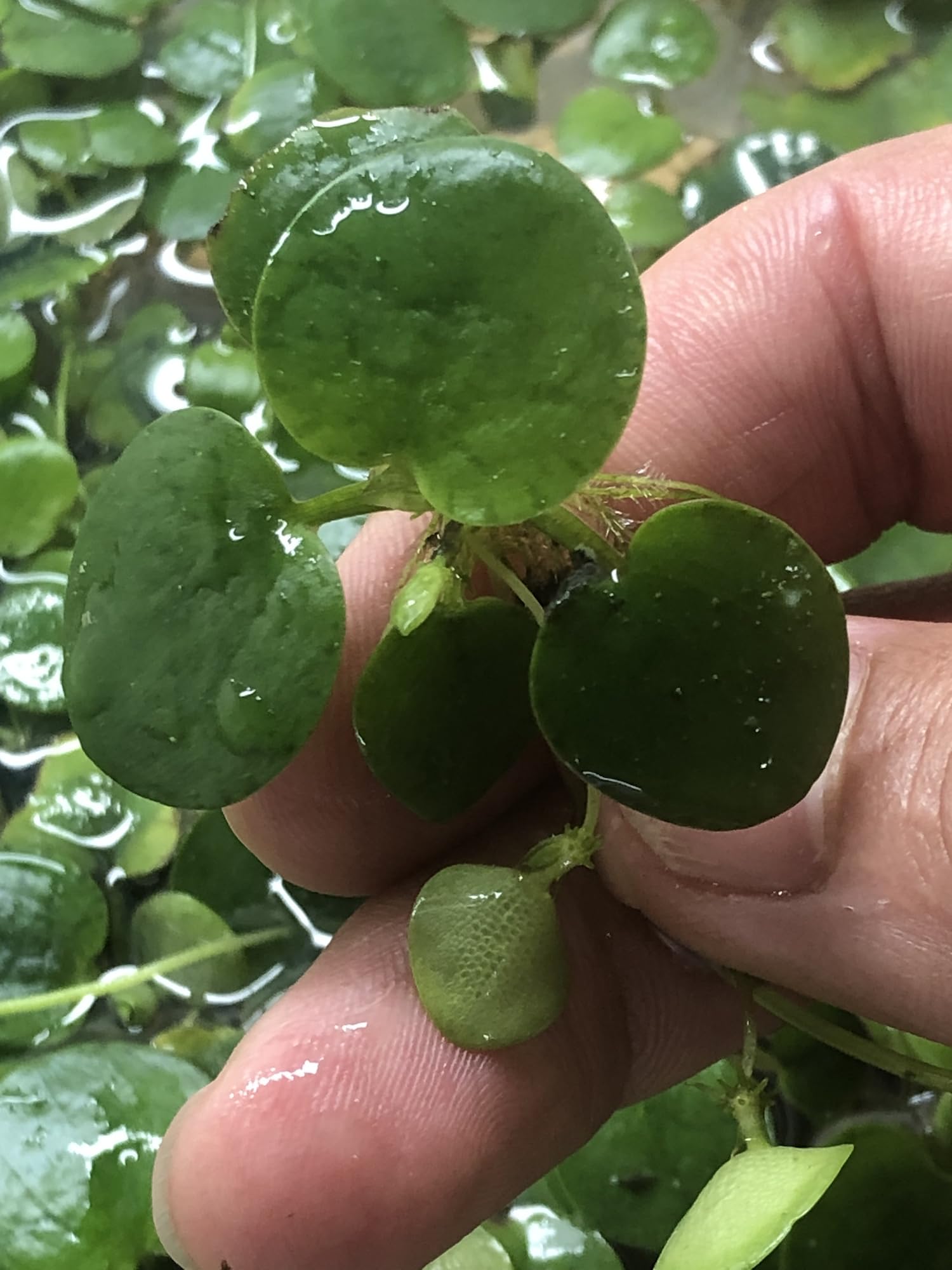 6 Amazon Frogbit (Limnobium Laevigatum), Live Aquarium/Aquatic Floating Plant by TMD Fishkeeping
