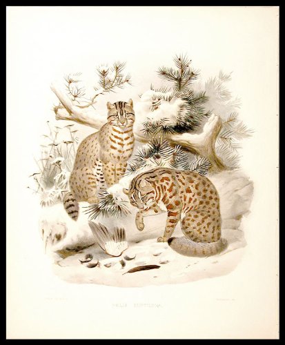 Felis Euptilura [Leopard Cat]