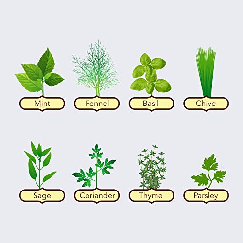 Grow Buddha herb Seeds Variety Pack, Your Own Gardening Kit – Easily Grow Your own herb Garden with Our Complete Beginner Friendly herb Seeds Starter Kit – Unique Gift Idea (8 Herbs Kit)