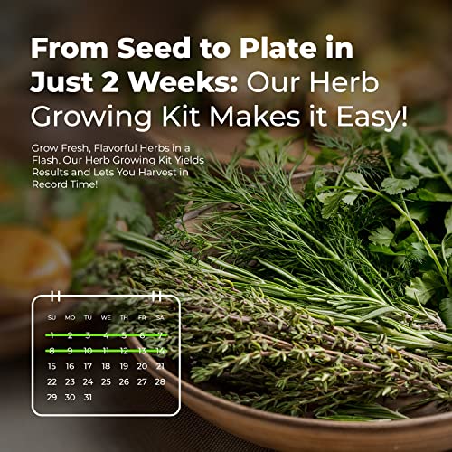 Grow Buddha herb Seeds Variety Pack, Your Own Gardening Kit – Easily Grow Your own herb Garden with Our Complete Beginner Friendly herb Seeds Starter Kit – Unique Gift Idea (8 Herbs Kit)