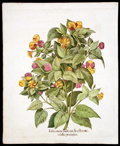 [Variegated yellow-four-o'clock] Jasminum Indicum, seu flos mirabilis peruanus