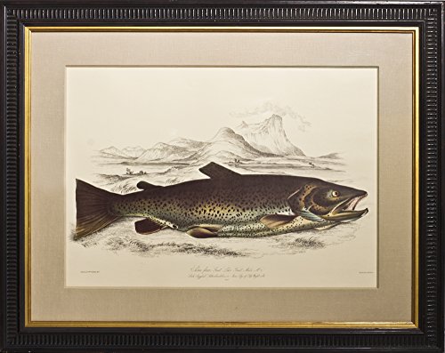 Salmo Ferox: Great Lake Trout