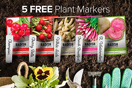 Radish Seeds for Planting 5 Individual Packets - Watermelon, French Breakfast, Champion, Cherry Belle, White Icicle for Your Non GMO Heirloom Vegetable Garden by Gardeners Basics